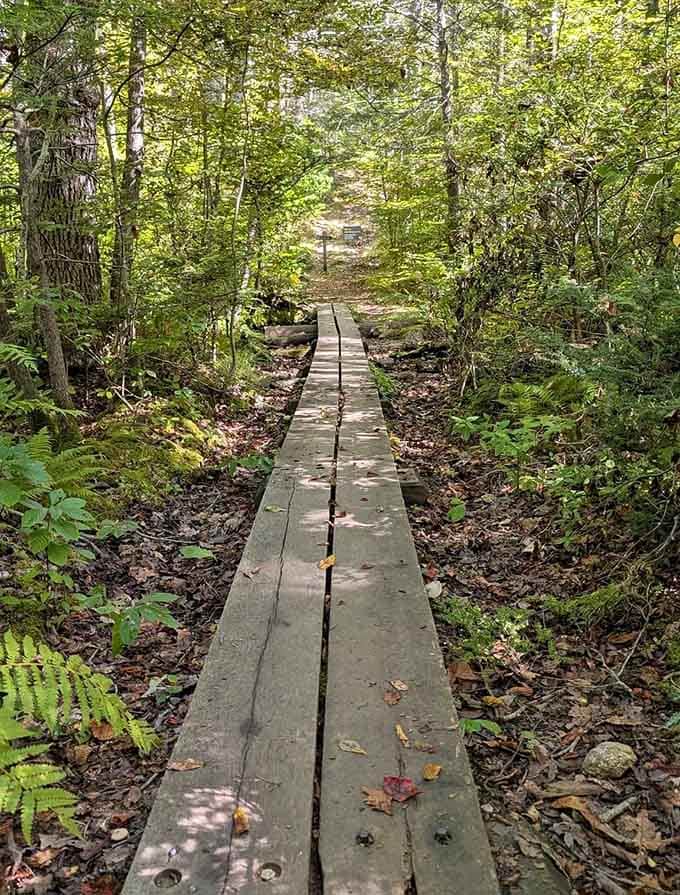This wooden boardwalk keeps your feet dry while delivering you straight into the heart of the wetlands ecosystem.