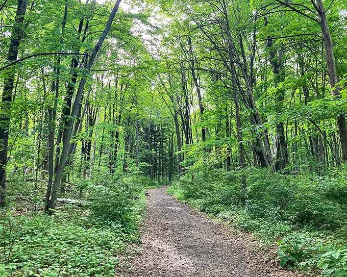 The forest path stretches ahead like an invitation to leave your worries at the trailhead and just breathe.