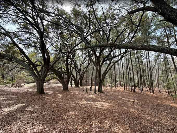 These sprawling oaks with their dramatic branches look like they've been practicing yoga for about two hundred years.