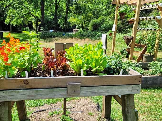 Community gardens prove that good things grow when people actually talk to their neighbors.