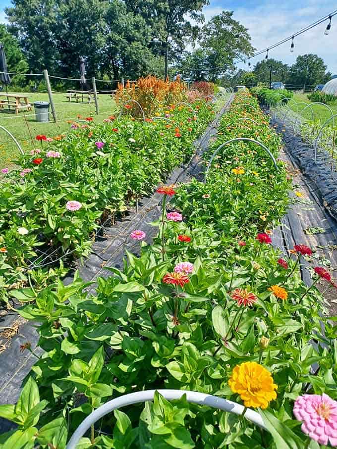 Zinnias stand at attention like nature's own fireworks display, ready to brighten any table or Instagram feed.
