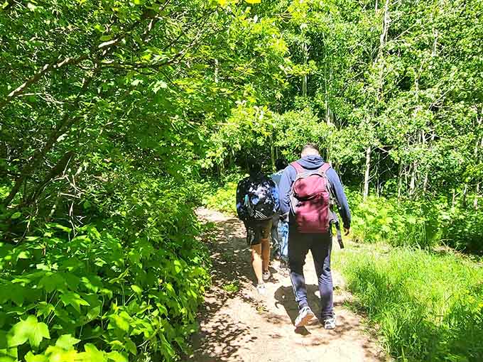 Forest trails that wind through trees older than your grandparents, offering peace you forgot existed in modern life.