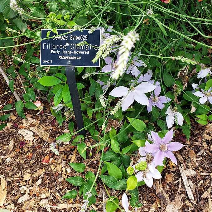 These delicate clematis blooms come with their own name tags, because even flowers deserve proper introductions here.