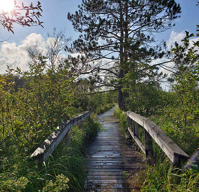 Follow this weathered boardwalk into the heart of the marsh, where nature's best stories unfold just beyond the railing.