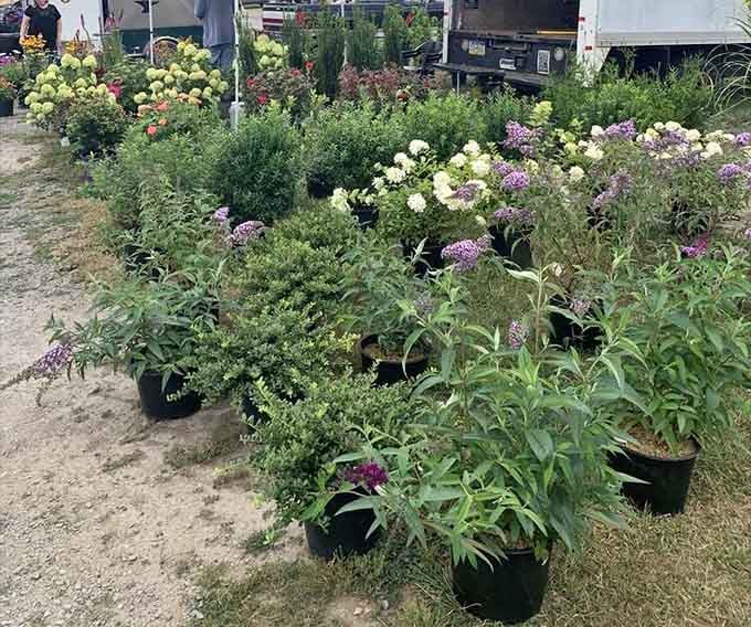 Fresh blooms and greenery that'll make your garden jealous and your neighbors ask where you shop.
