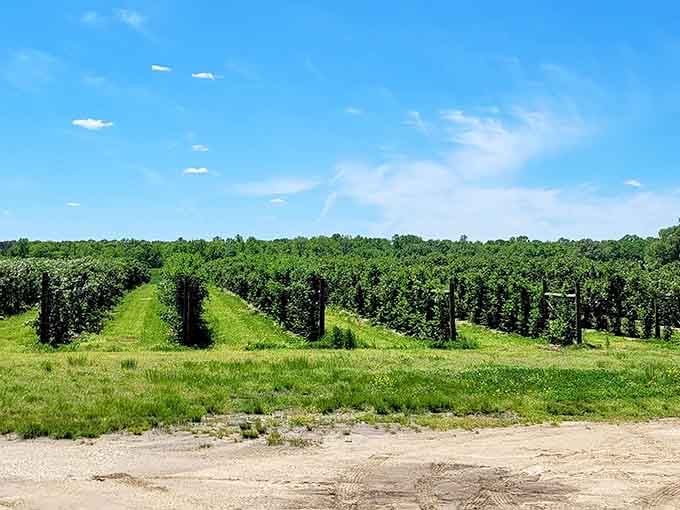 These vineyard rows stand at attention like soldiers, promising future bottles of something wonderful to come.