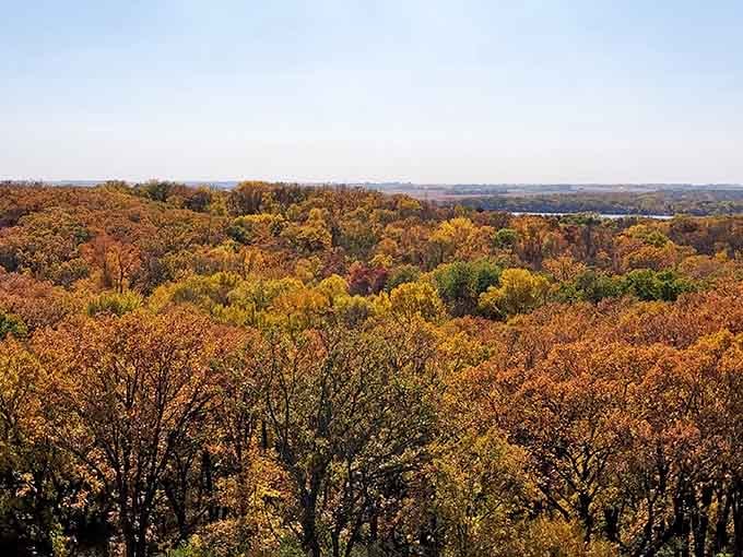 Autumn's greatest hits album plays out in real time across this canopy of gold, orange, and still-hanging-in-there green.