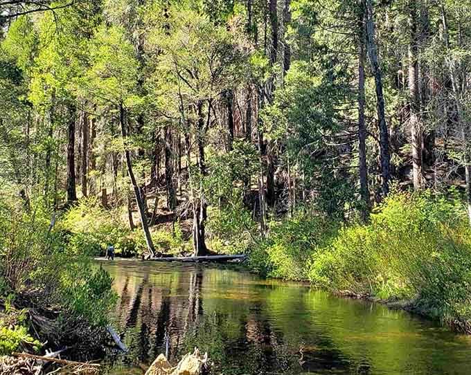 The Stanislaus National Forest surrounds Sonora with pristine wilderness, where creeks still run clear and nature feels untouched.