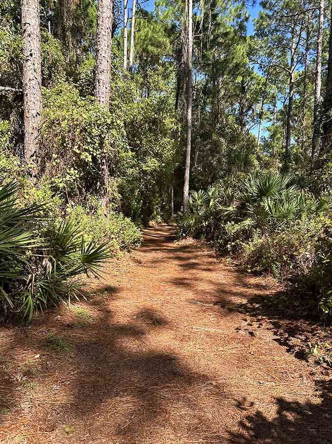 The soft earth path winds ahead like an invitation to leave your worries at the trailhead.