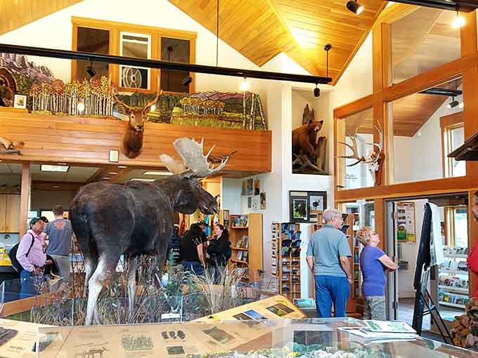 Inside State Forest State Park's visitor center, taxidermy moose remind you who really runs this place up here.
