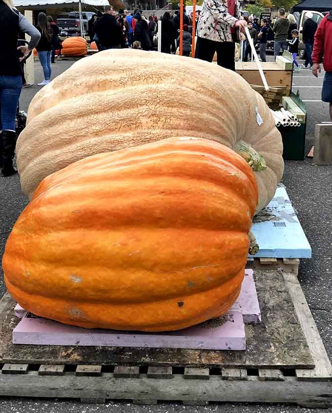 This pumpkin's color gradient suggests it couldn't decide between orange and cream, so it chose both brilliantly.