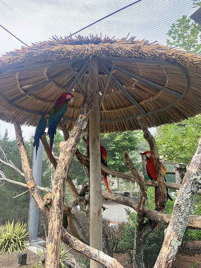 These colorful parrots perched under their thatched umbrella look like they're plotting something wonderfully mischievous together.
