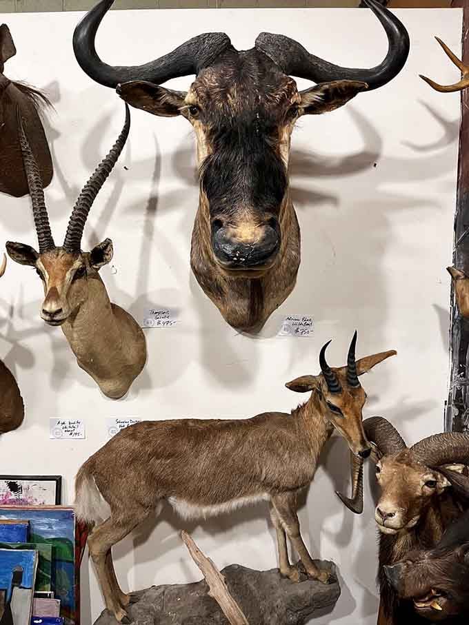 Nothing says "conversation starter" quite like taxidermy that makes your guests wonder about your decorating choices and your sanity.