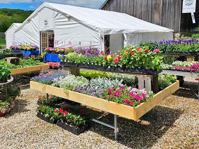 The garden center proves that even before Instagram, people understood the appeal of organized rows of colorful blooms.
