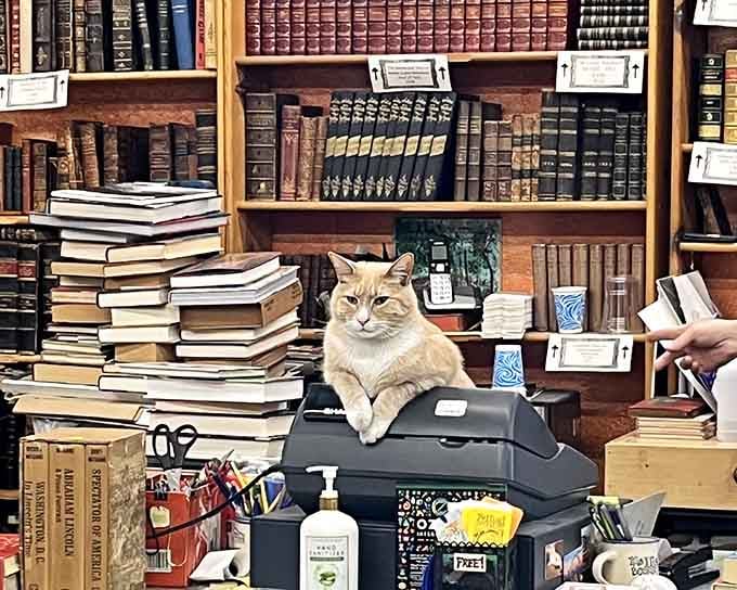 Even the resident feline knows this counter is command central for half a million stories.