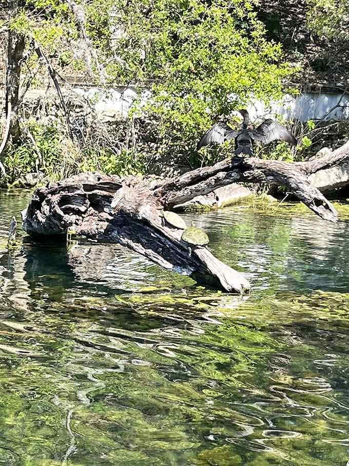 Local resident striking a pose, probably wondering why humans need boats to enjoy the water.