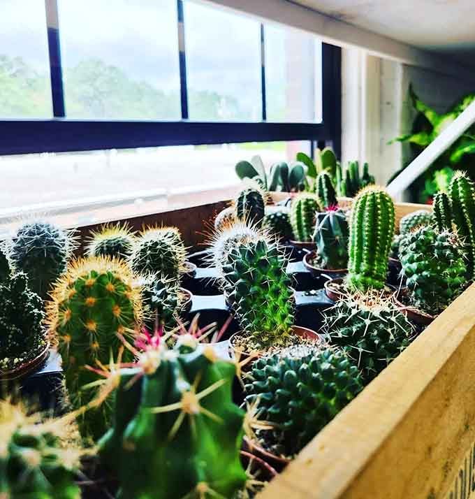 Even the cacti get the boutique treatment here, displayed like tiny desert sculptures in the sunlight.