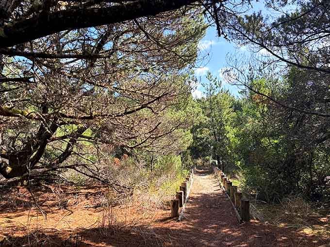 A wooden boardwalk through the forest means you can enjoy nature without turning your hiking boots into mud sculptures.
