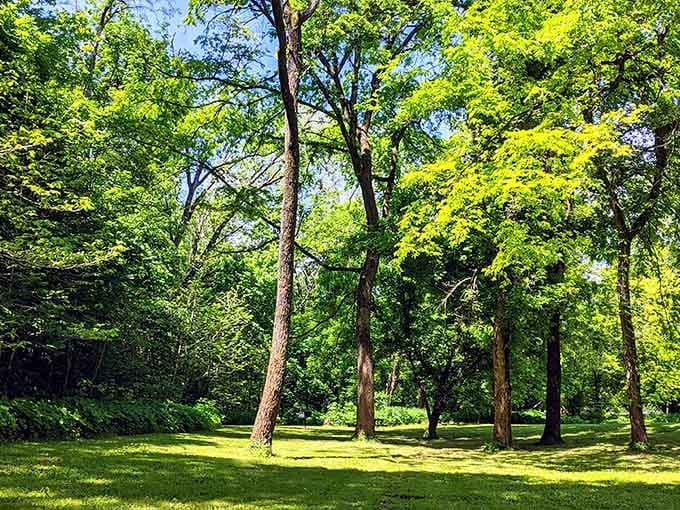 Sunlight filtering through ancient hardwoods creates the kind of cathedral no architect could ever design.