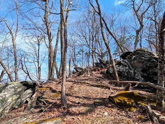 Mount Jefferson State Natural Area trails wind through forests where nature does all the heavy lifting.