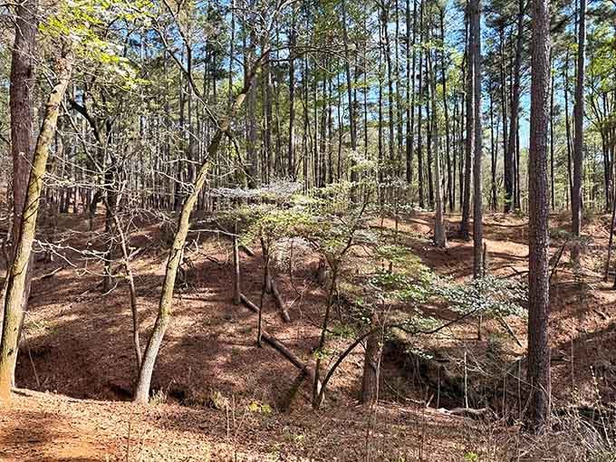 The forest here creates more layers than a good lasagna, each one better than the last.