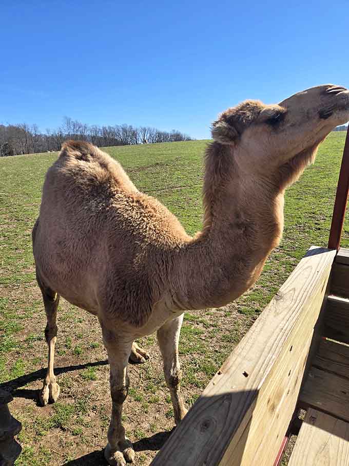 One camel strikes a pose that says "I woke up like this" while surveying the rolling Indiana hills.