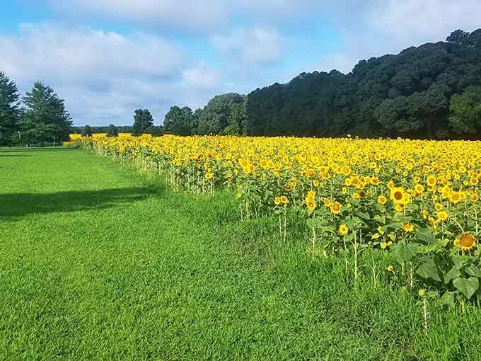 Sunflowers stretch toward the sky like nature's own solar panels, only infinitely more cheerful.