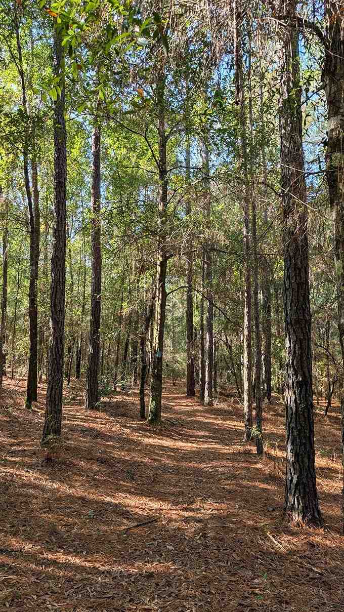 Sunlight filters through the canopy like a natural cathedral, peaceful and utterly mesmerizing to witness.