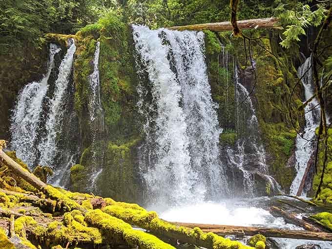 Fallen logs frame multiple cascades that look like nature hired a professional set designer for this show.