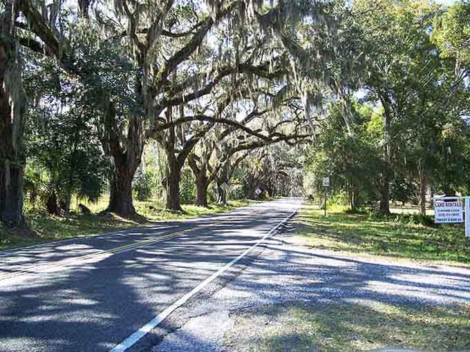 Spanish moss drapes these ancient oaks like nature's own curtains, creating a tunnel through time itself.