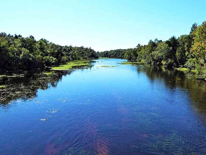 The forest reflects perfectly in still water, creating a mirror image that doubles the beauty all around you.