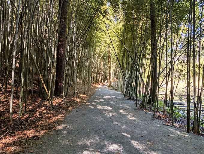 Sunlight filters through these green stalks creating patterns that would make any photographer weak in the knees with joy.