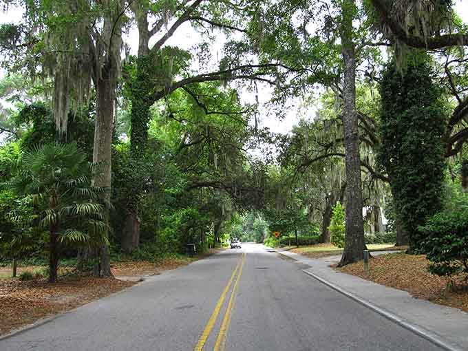 Spanish moss drapes these ancient oaks like nature's own curtains, creating the most romantic canopy you've ever driven under.