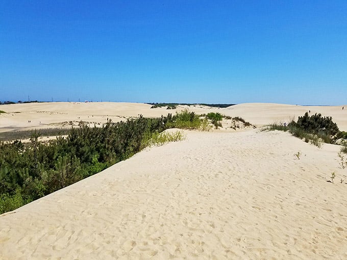 Dune grasses anchor the foreground while massive sand hills roll toward the horizon like frozen ocean waves made solid.