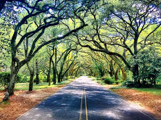 Ancient oaks create a natural cathedral where sunlight filters through like stained glass windows.