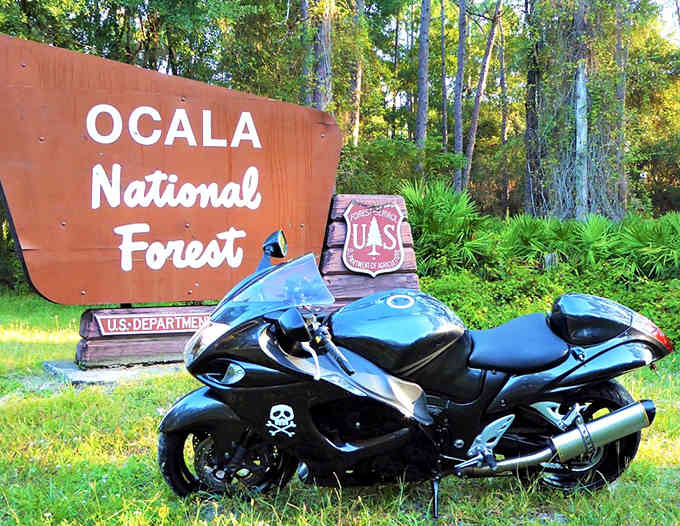 That motorcycle parked by the forest entrance suggests adventure awaits on trails winding through towering pines and palms.