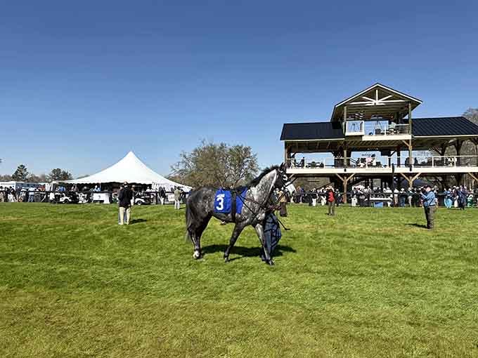 Steeplechase events bring the community together for thrilling races that feel like stepping into a classic Southern sporting tradition.