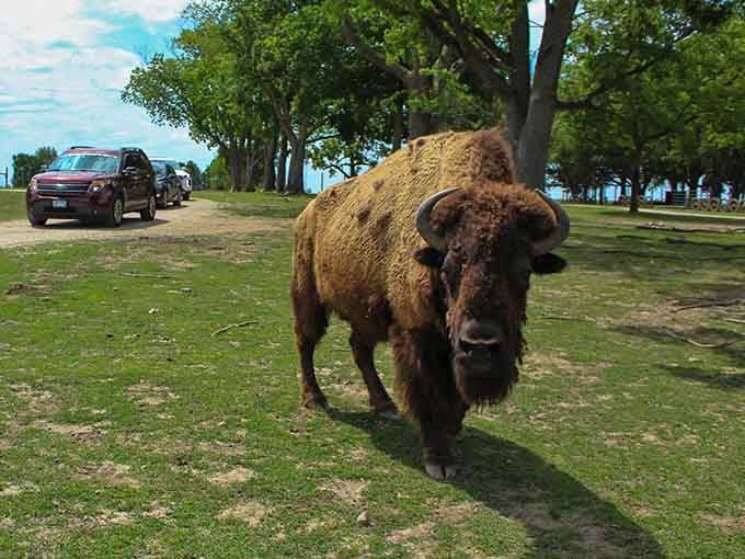 A bison this close makes you respect both nature and your car's structural integrity equally.