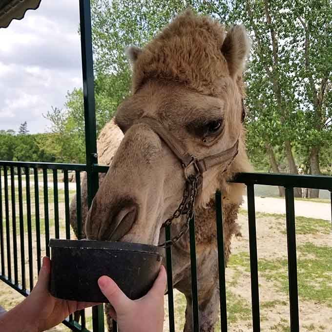 Hand-feeding a camel is surprisingly intimate, like sharing secrets with a very tall, very fuzzy desert philosopher.