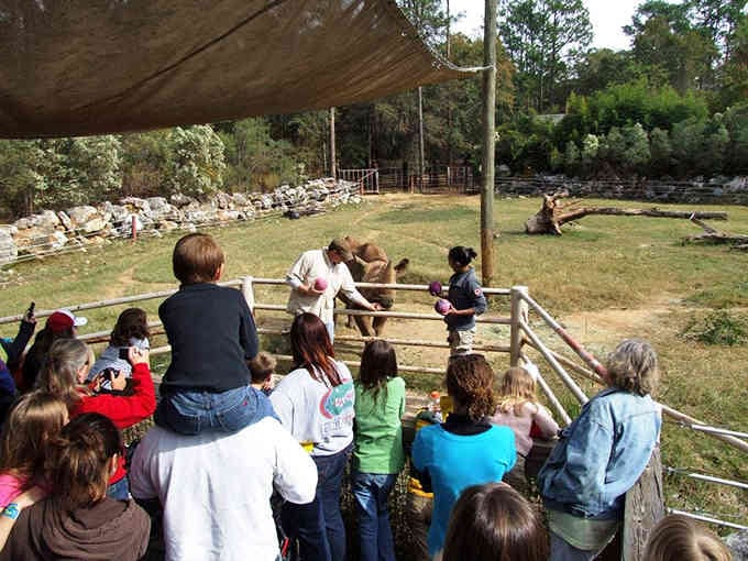 Educational programs at Chehaw bring visitors face-to-face with animals in thoughtfully designed natural settings.