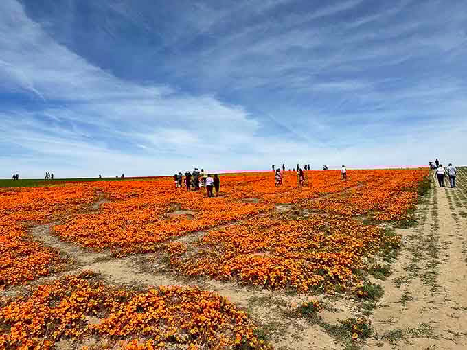 Miles of orange blooms stretch toward the horizon, making your backyard garden look adorably modest by comparison.