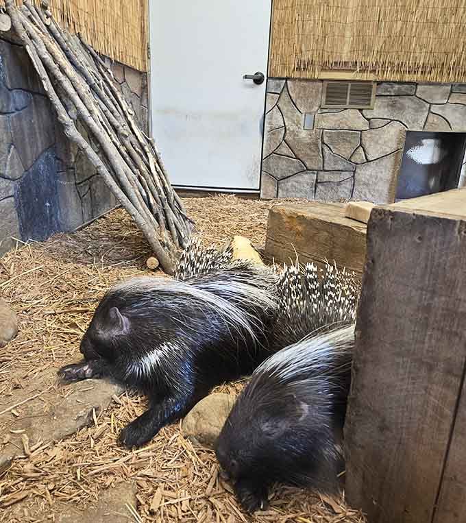 Porcupines proving that even the prickliest personalities deserve love, though maybe admire them from a respectful distance here.