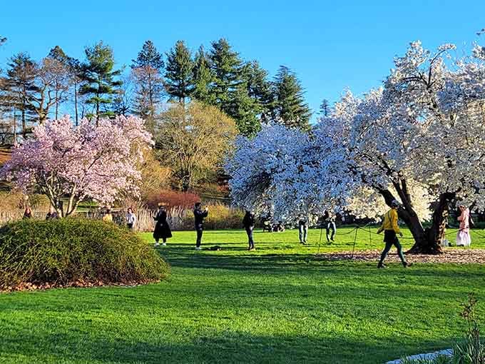 Pink and white blossoms create a scene so pretty you'll forget you're still in Boston.