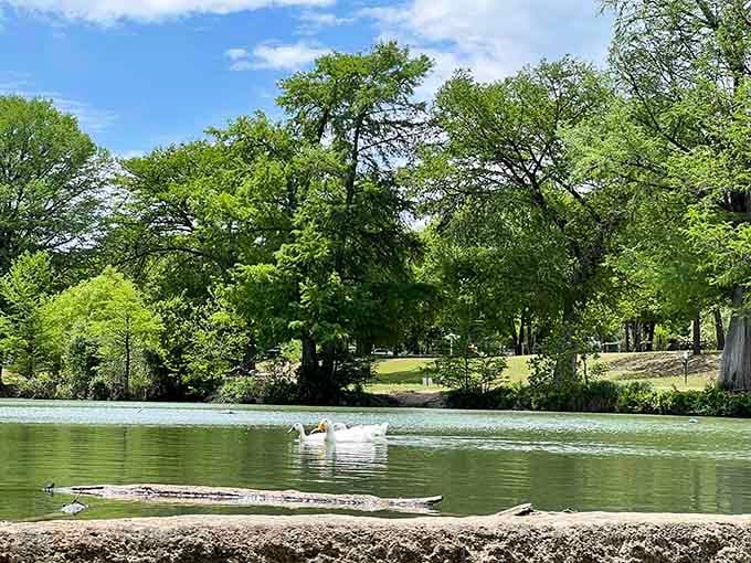 The Medina River flows peacefully here, offering free entertainment that beats any streaming service you're currently not watching.