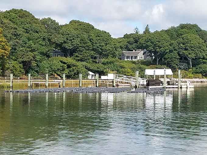 Waterfront living where your biggest decision is whether to kayak before or after your morning coffee ritual.