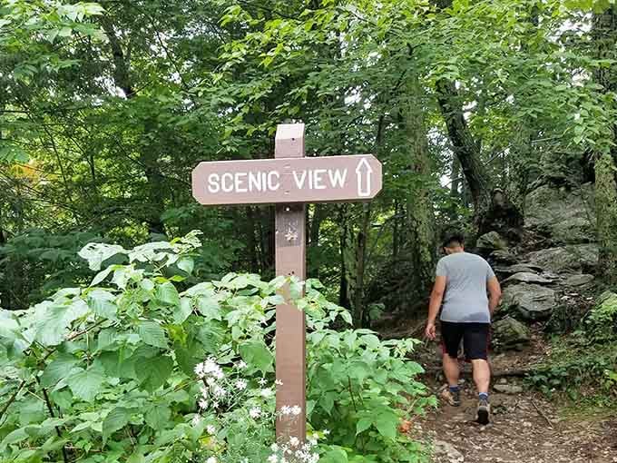 Follow the signs to scenic views, because sometimes the best things require a little directional guidance.