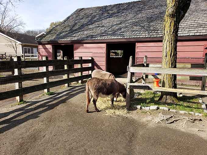These friendly donkeys prove that sometimes the most unassuming residents steal the show at any zoo.