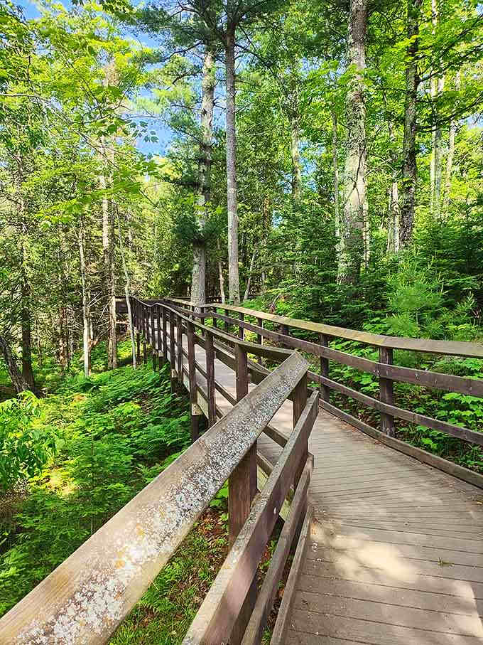This boardwalk winds through the forest like nature's own highway, except the traffic is just you and occasional deer.