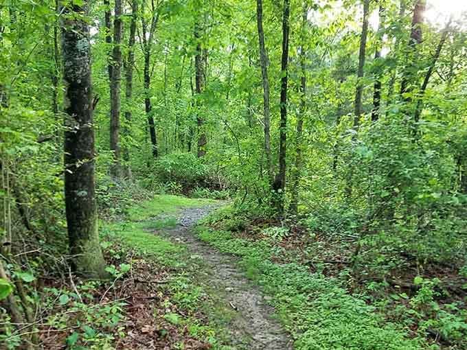 Green tunnels like this make you forget you're still technically in the same state as your office.