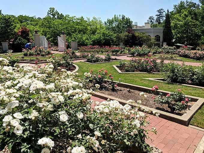 Roses arranged in geometric perfection make even the most chaotic gardener believe in the possibility of order.